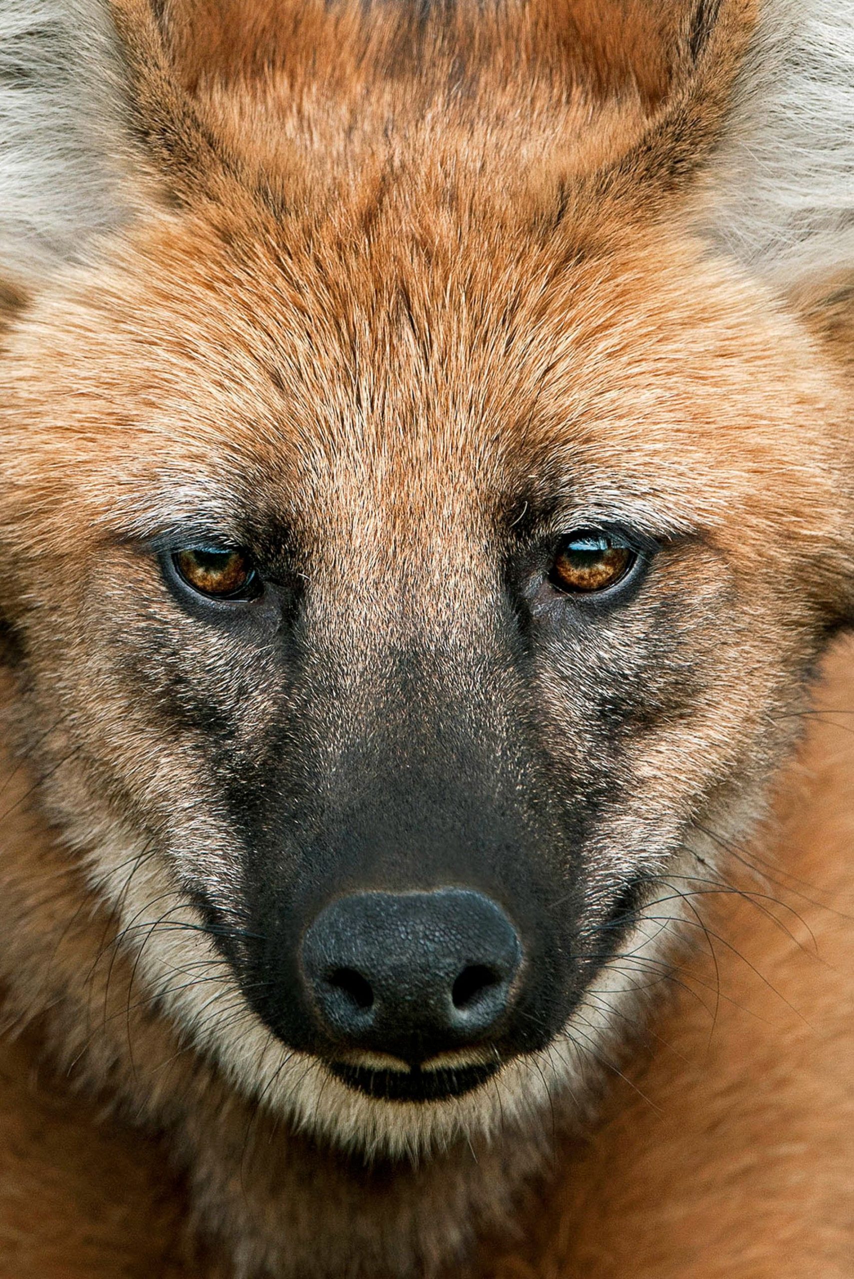 Entre carros e plantações, lobo-guará luta para sobreviver no que resta ...