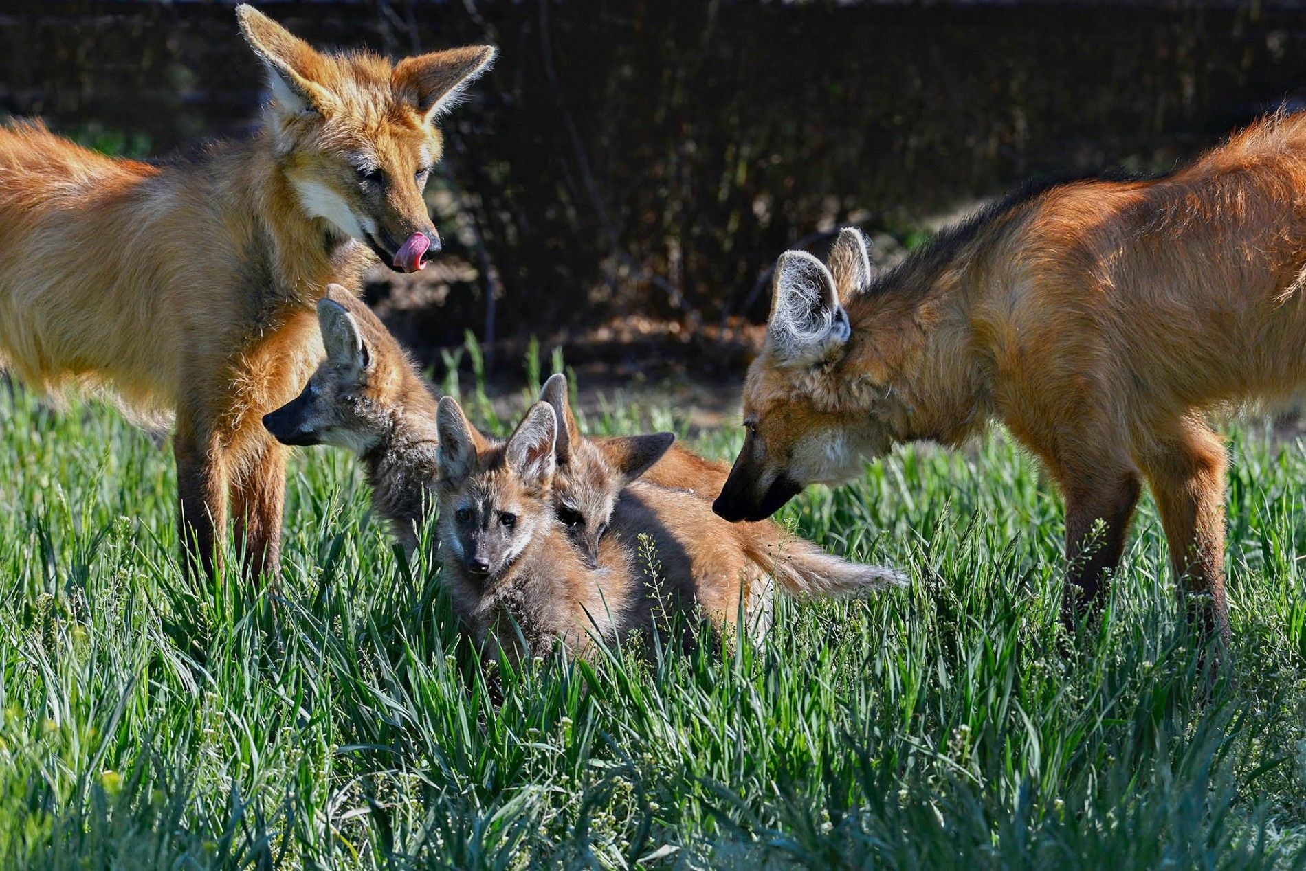 Entre carros e plantações, lobo-guará luta para sobreviver no que resta ...