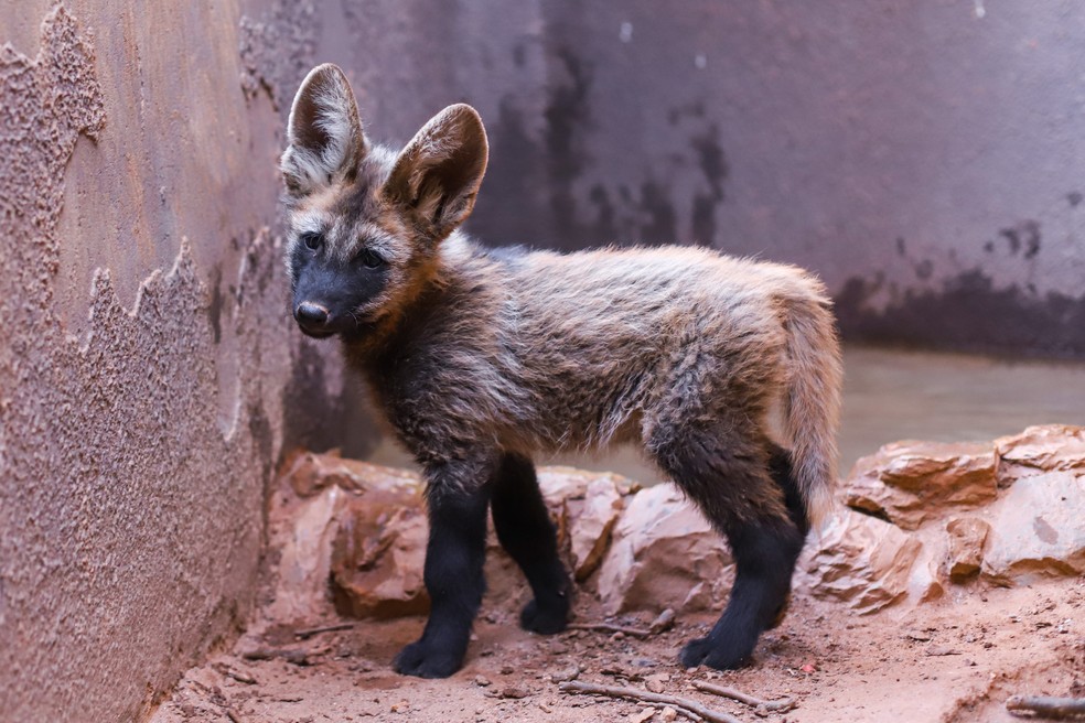 Um ano após resgate, lobos-guará são reabilitados para voltar à ...